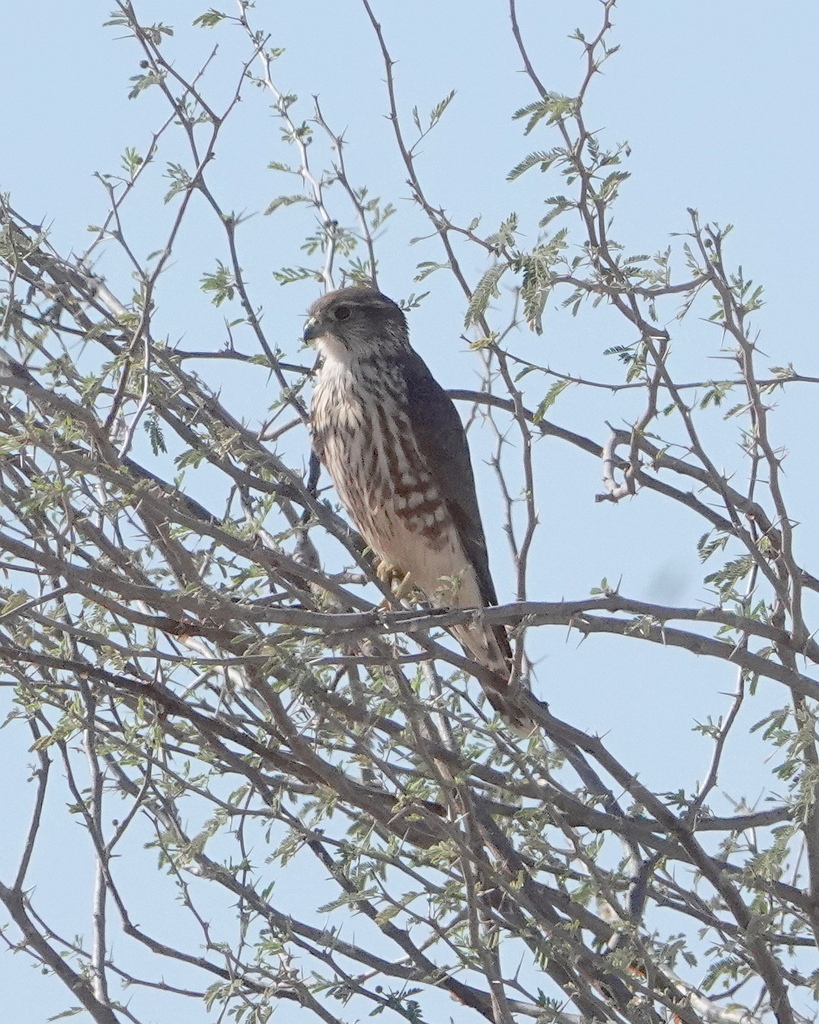 Merlin from Comondú Municipality, BCS, Mexico on January 18, 2024 at 10 ...