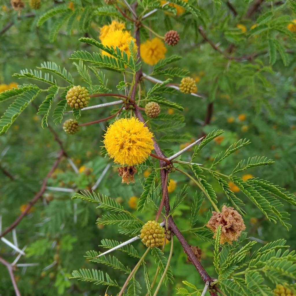 Sweet acacia from Merritt Island, FL 32953, USA on January 13, 2024 at ...