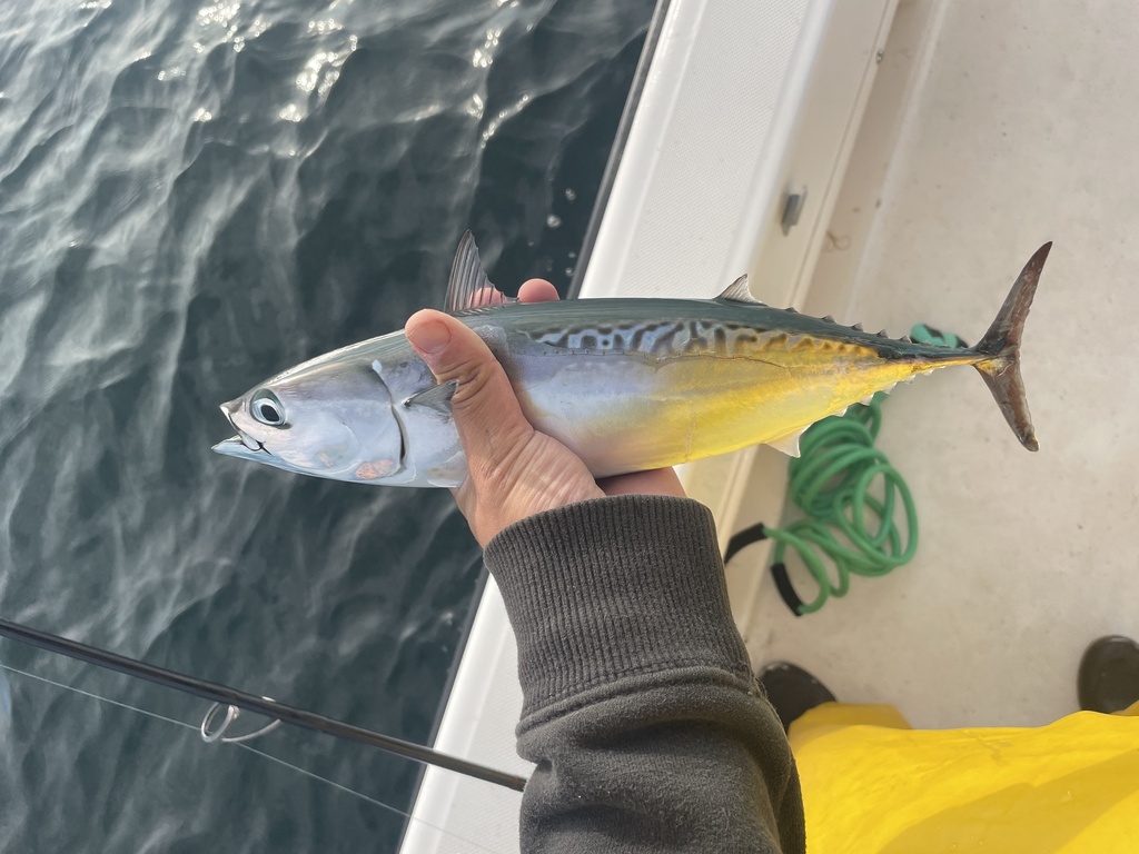 Bullet Tuna (Auxis rochei) - Marine Life Identification
