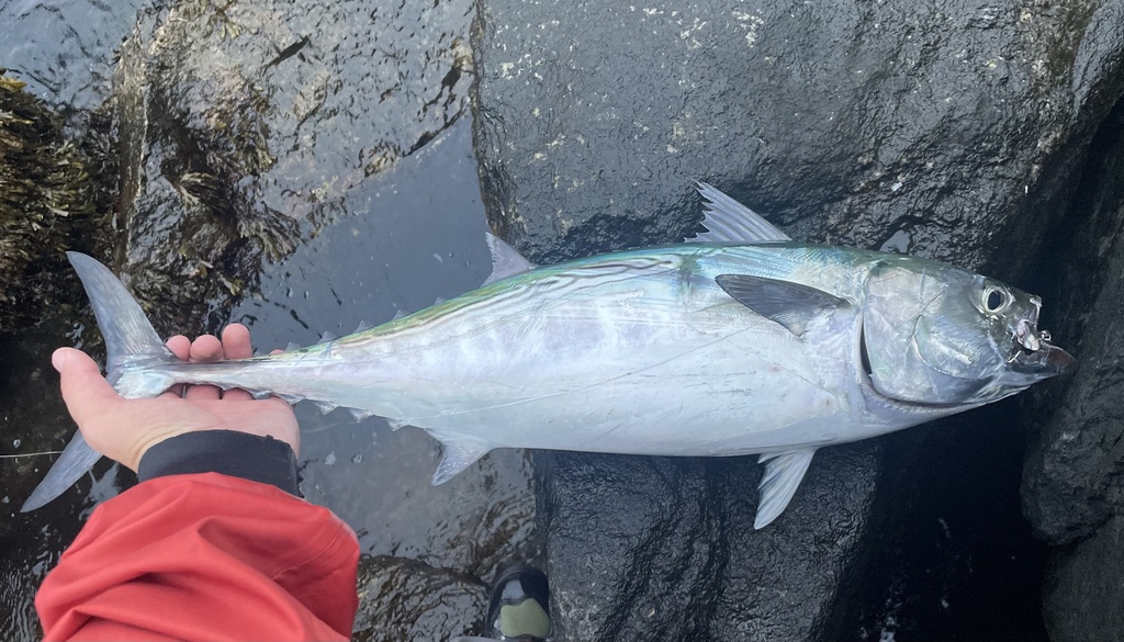 Little Tunny from Narragansett Bay, Narragansett, RI, US on September 7 ...