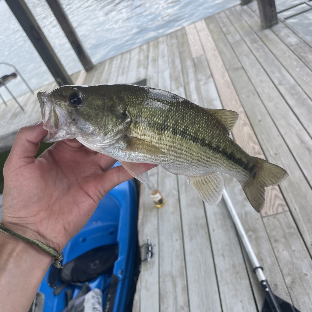 Alabama Bass from Lake Hickory, Hickory, NC, US on June 27, 2022 at 03: ...