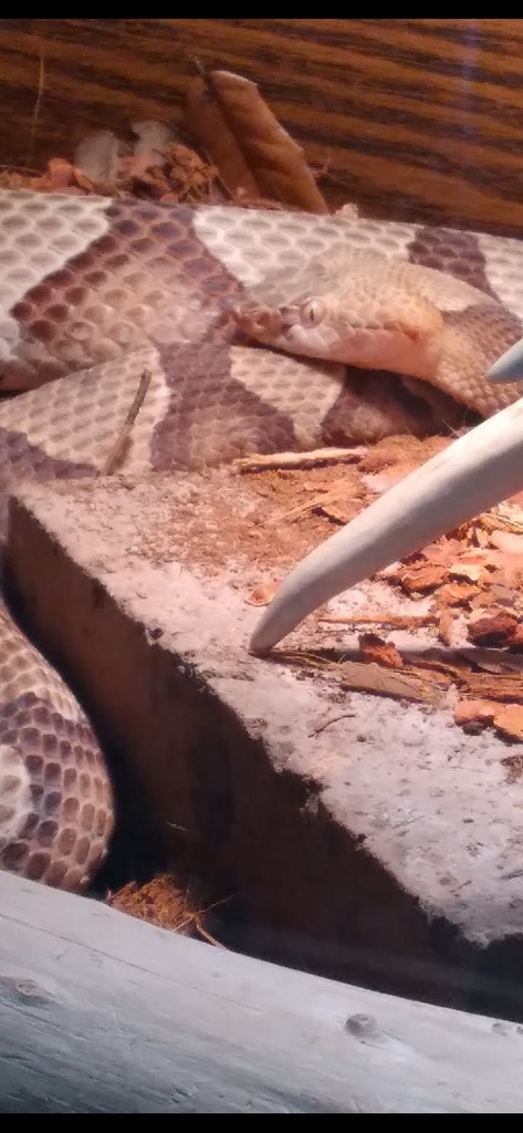 Eastern Copperhead from South Carolina, USA on March 17, 2022 at 06:42 ...