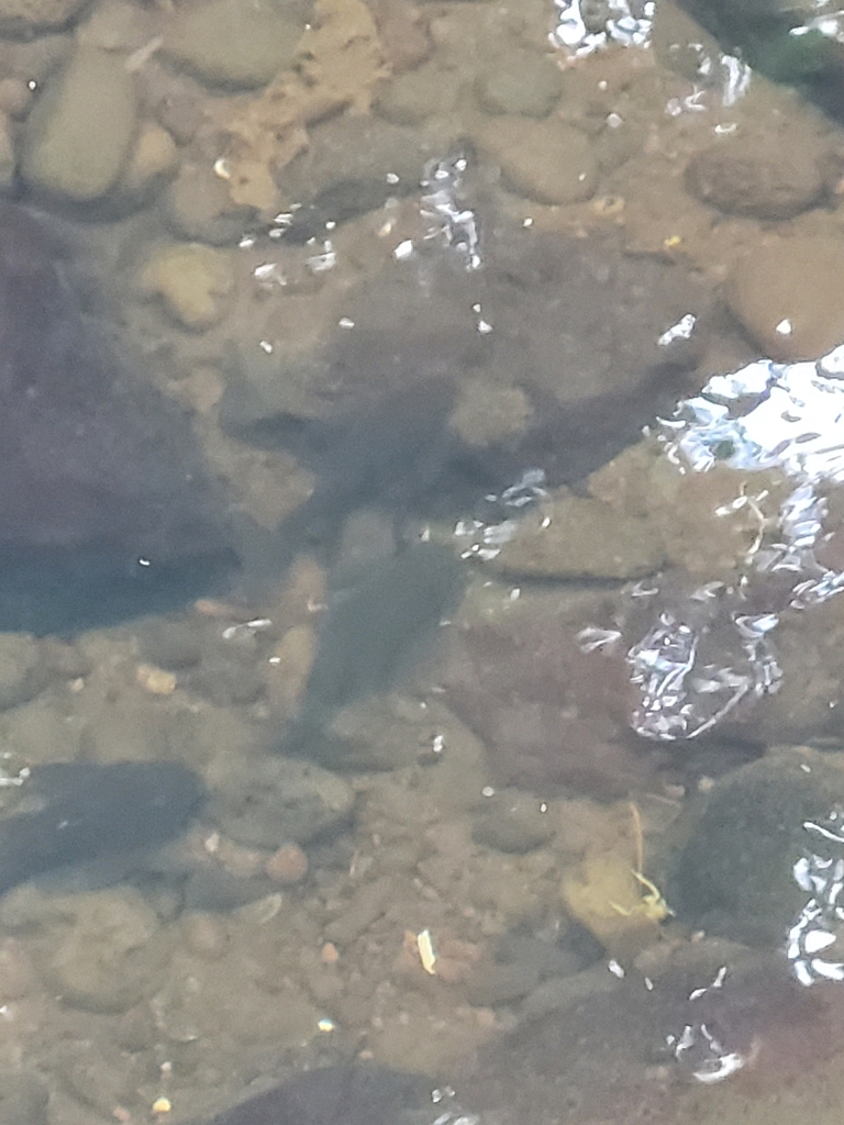 Typical Plecos from Manoa, Honolulu, HI, USA on 24 January, 2024 at 01: ...