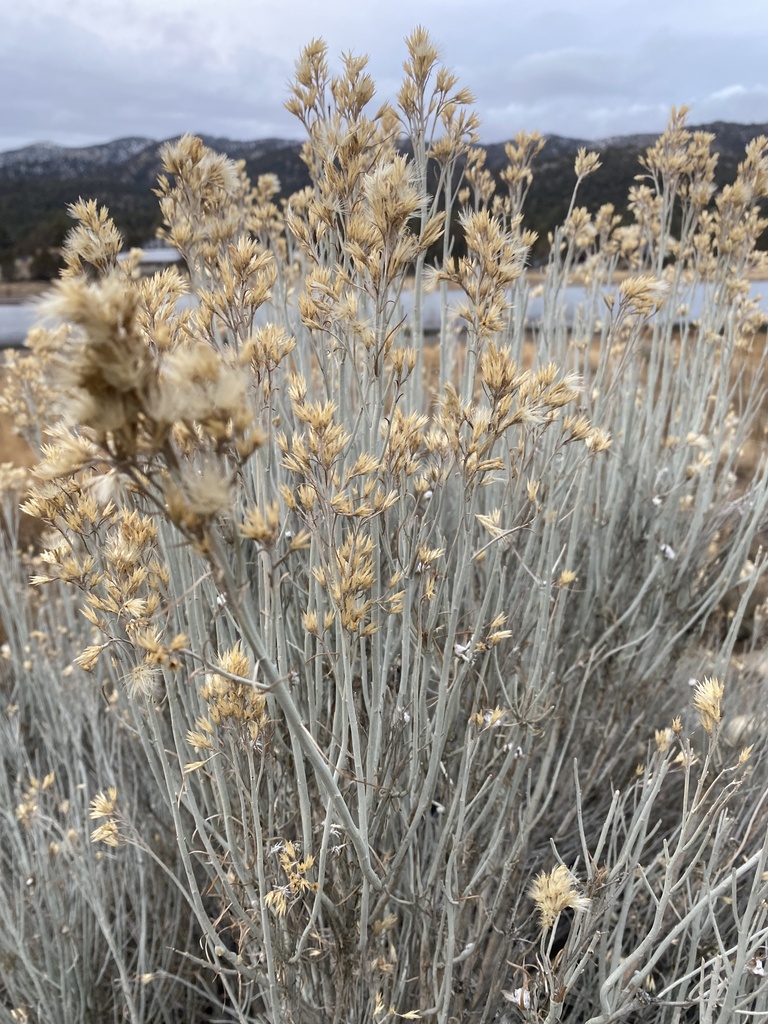 Rubber Rabbitbrush from San Bernardino National Forest, Big Bear City ...