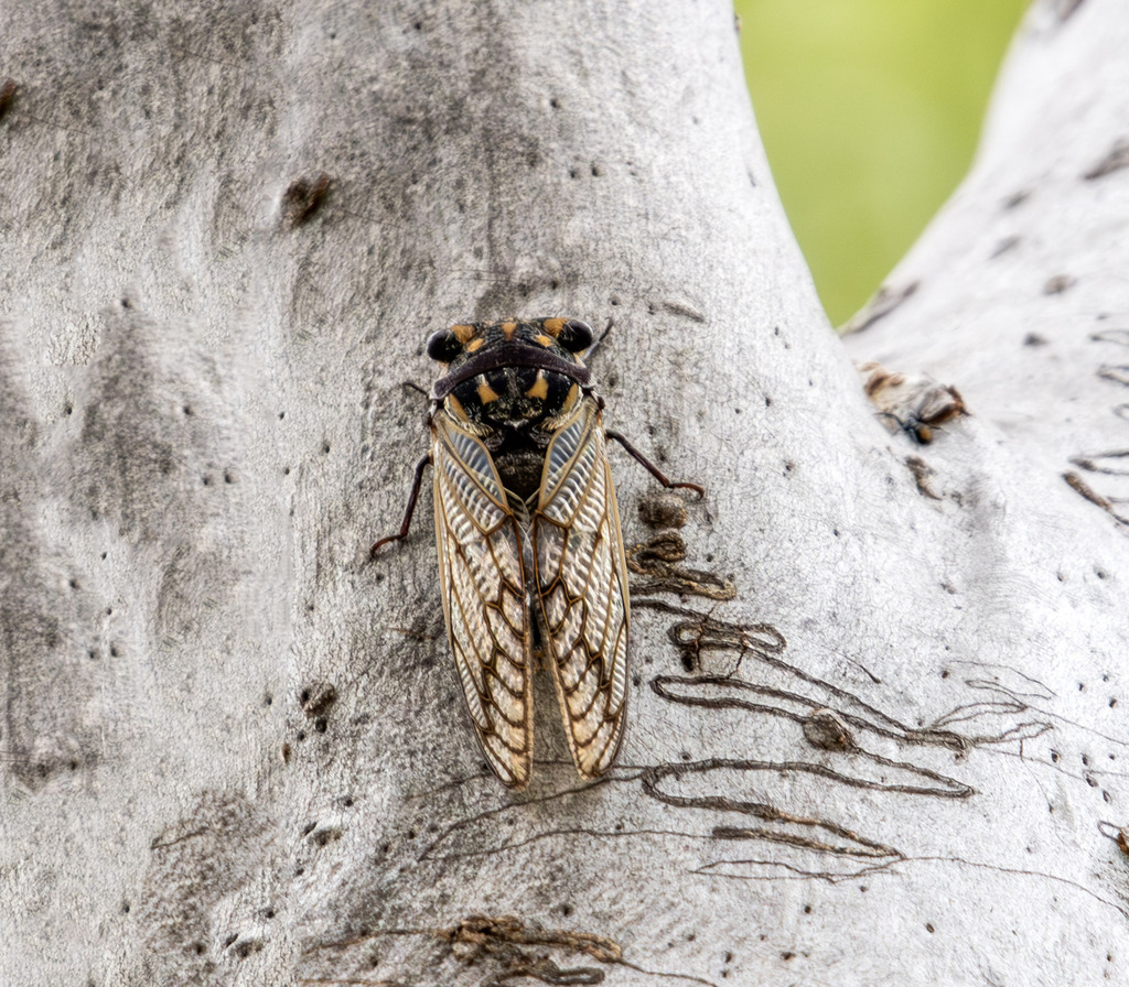 Cherrynose from Maaroom QLD 4650, Australia on January 17, 2024 at 03: ...
