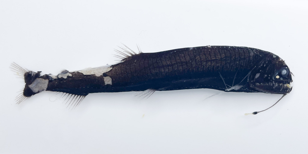 Antarctic Snaggletooth on October 23, 2023 by Claude Nozères. AZMP-NL ...