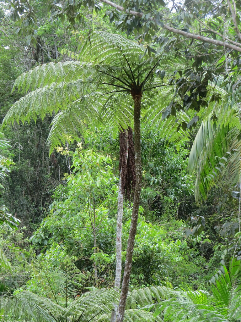scaly tree ferns from Reserva Biológica Augusto Ruschi - Unnamed Rd ...