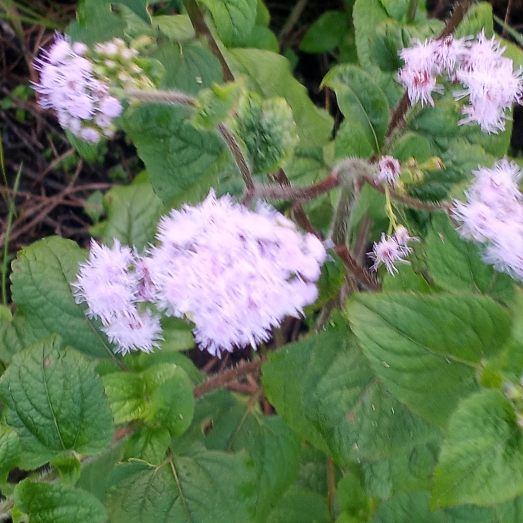 Ageratums from Miami-Dade County, FL, USA on January 20, 2024 at 07:37 ...