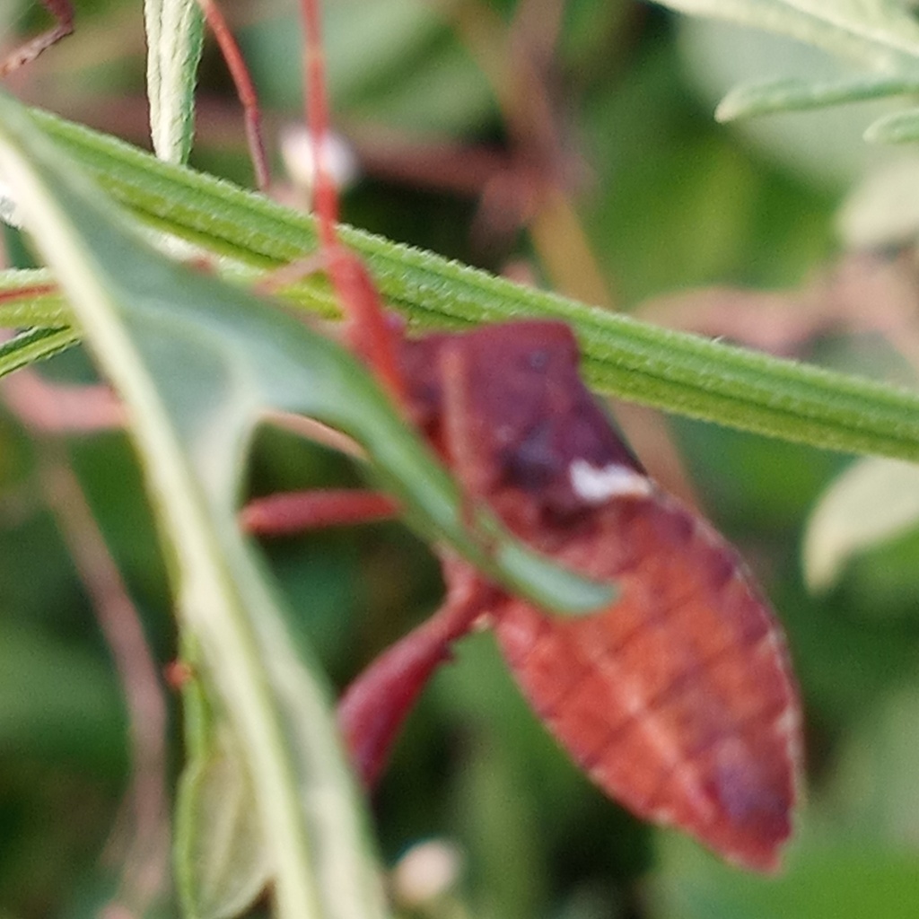 Helmeted Squash Bug from Miami-Dade County, FL, USA on January 20, 2024 ...