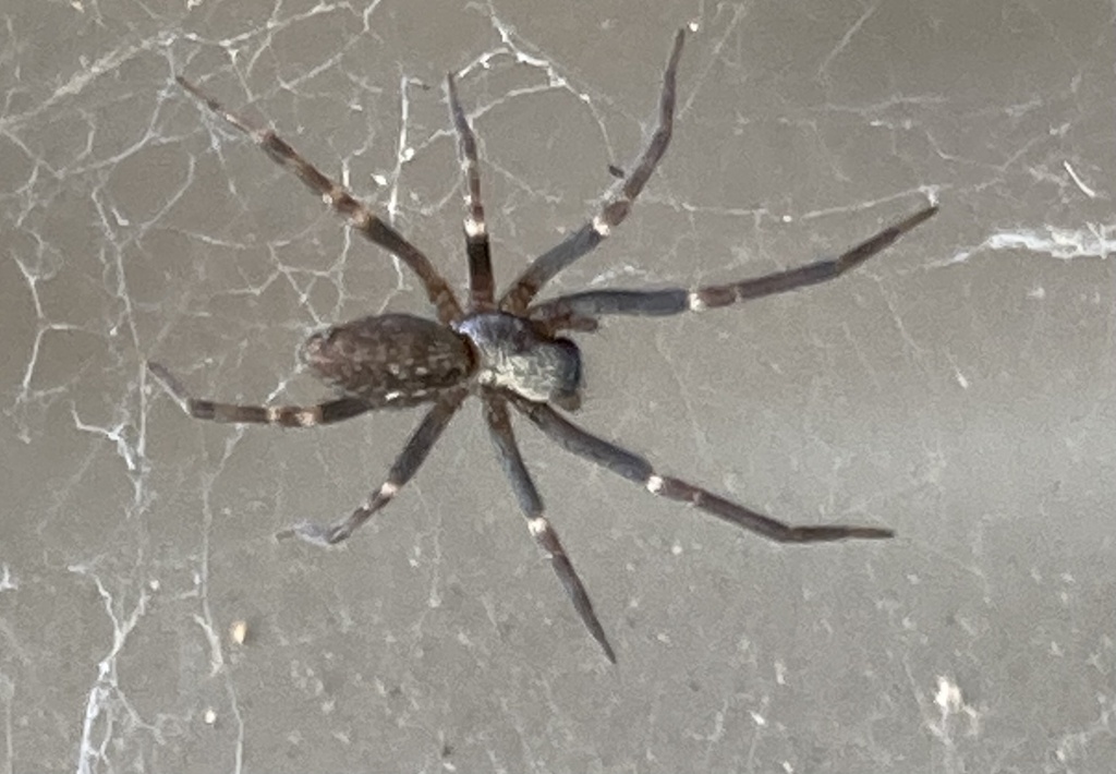 Grey House Spider from Burraneer Rd, Coomba Park, NSW, AU on January 25 ...