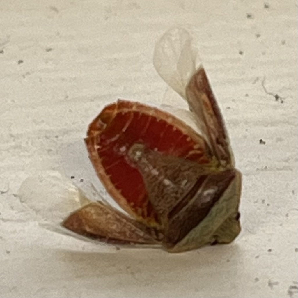 Stink Bugs, Shield Bugs, and Allies from California State University ...