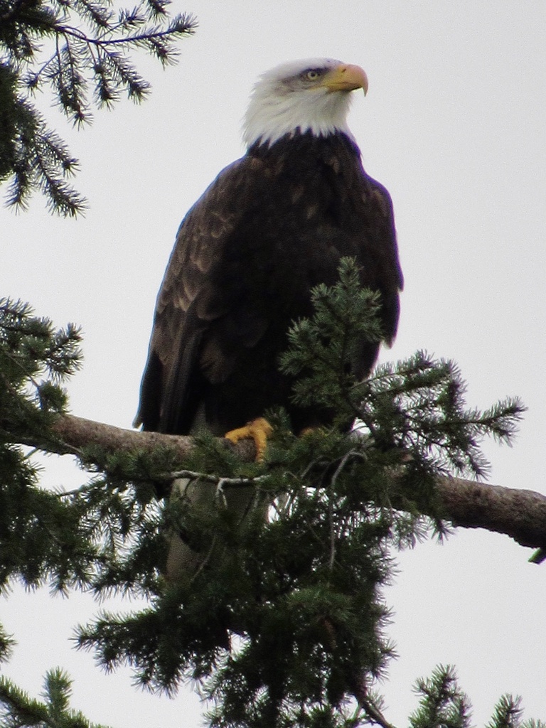 Bald Eagle from Beach Ave, Sunshine Coast, BC, CA on January 24, 2024 ...