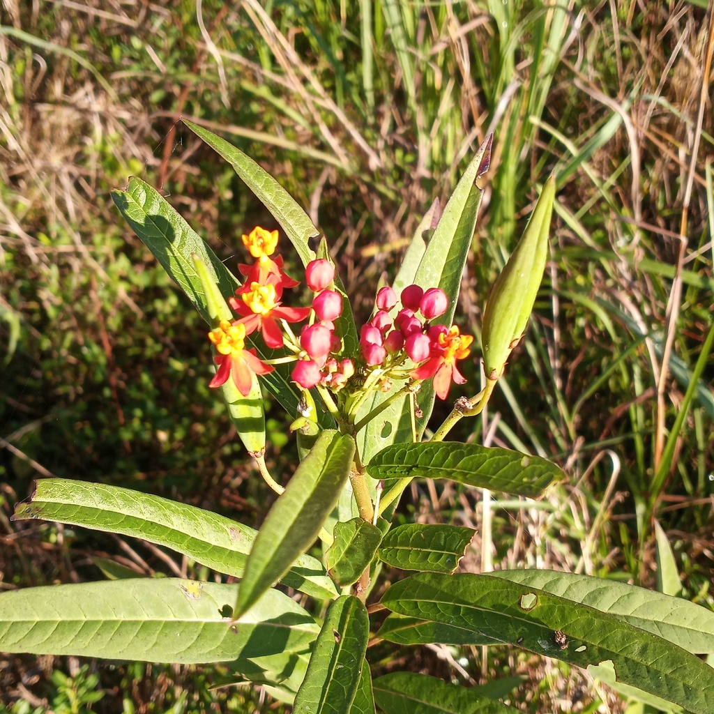 tropical milkweed from Miami-Dade County, FL, USA on January 20, 2024 ...