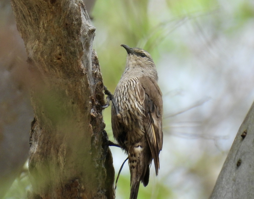 Brown Treecreeper from Back Callington Rd, Petwood, SA, AU on January ...