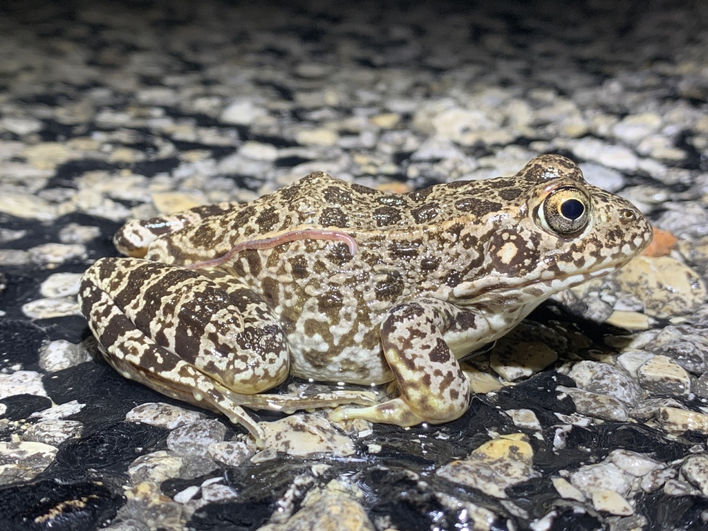 Crawfish Frog in January 2024 by Michael Price · iNaturalist