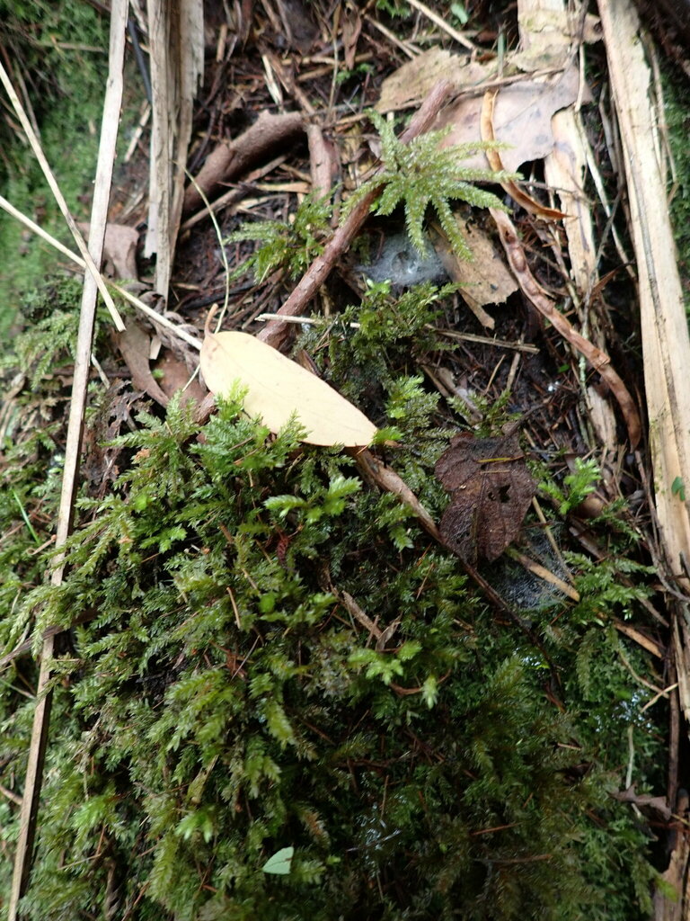 Hypnodendron vitiense from Gentle Annie VIC 3833, Australia on January ...