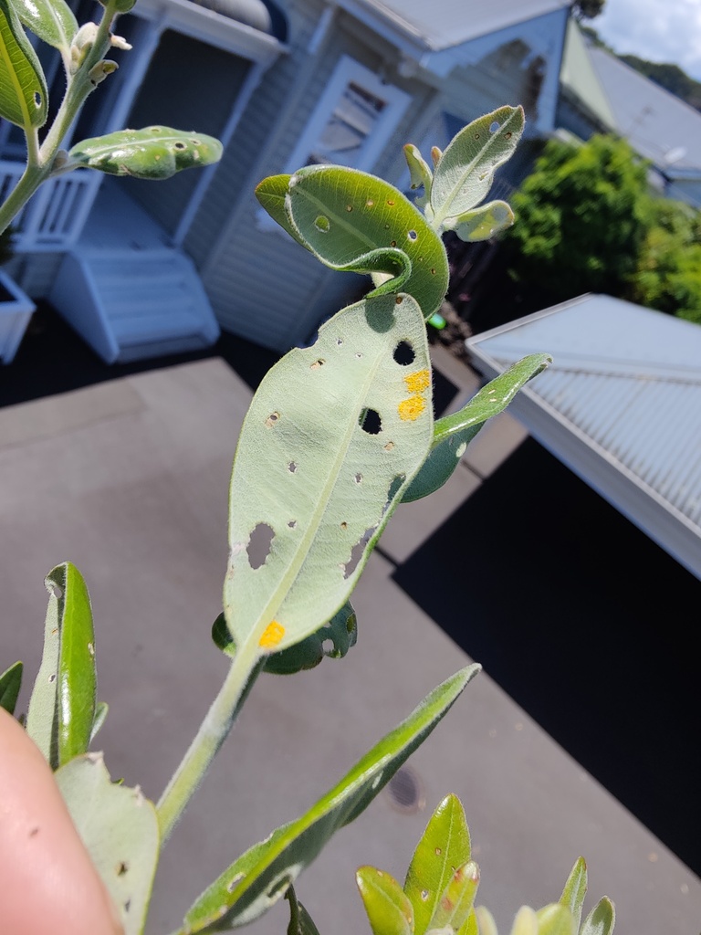 Myrtle Rust from Mount Eden, Auckland, New Zealand on January 25, 2024 ...