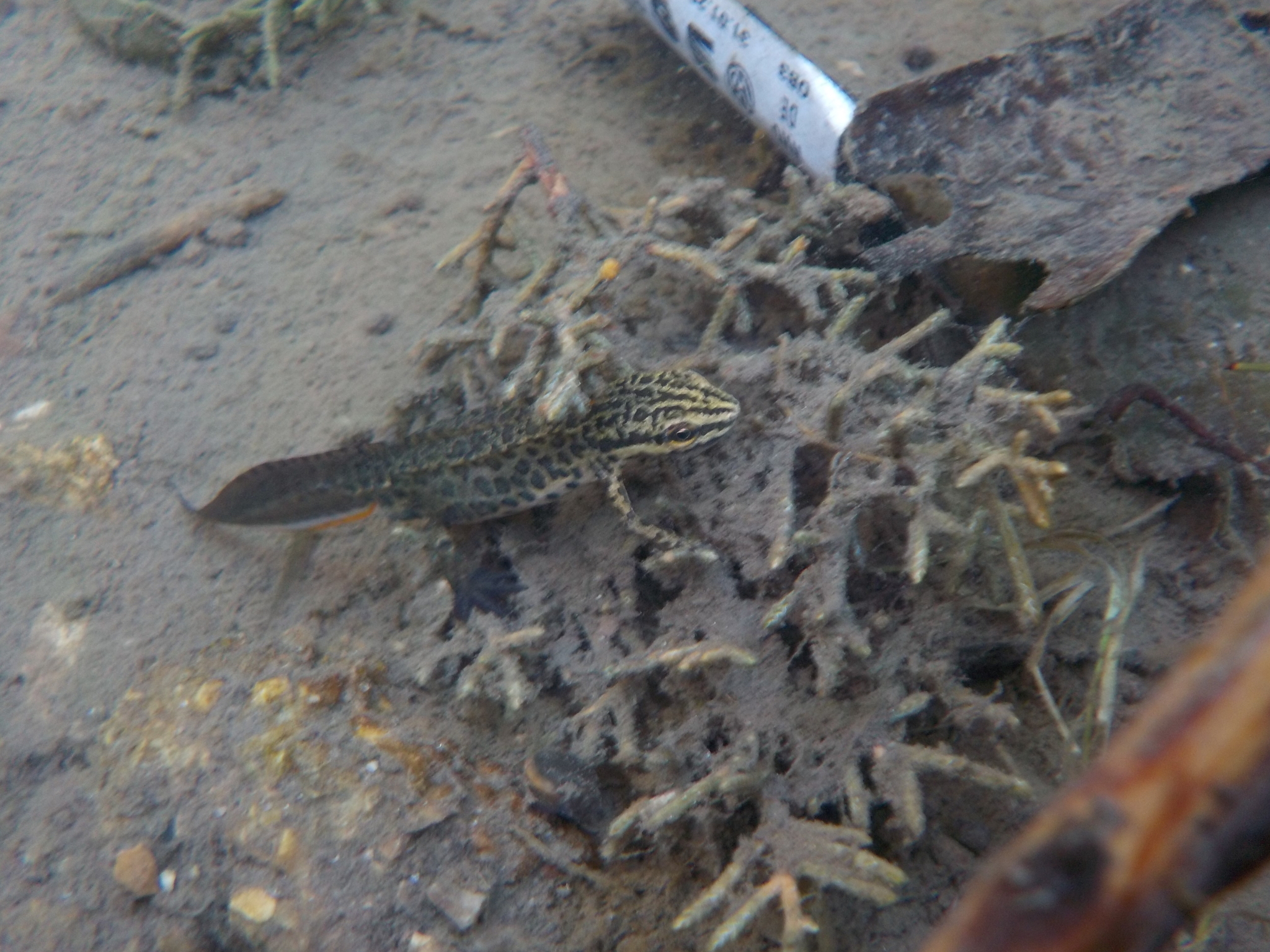 Lissotriton graecus (Wolterstorff, 1906)