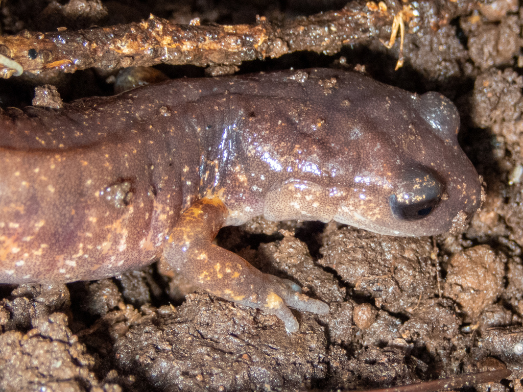 Oregon Ensatina from SE Mather Rd, Clackamas, OR, US on January 24 ...