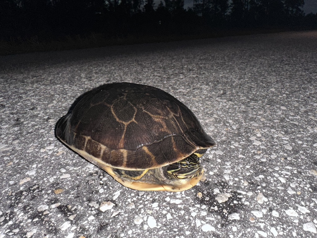 Chicken Turtle in January 2024 by robin_cope_jr · iNaturalist