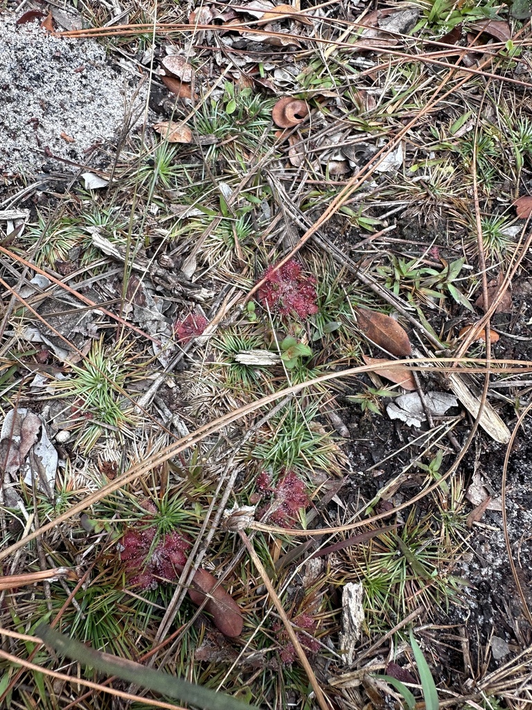 Pink Sundew in January 2024 by robin_cope_jr · iNaturalist
