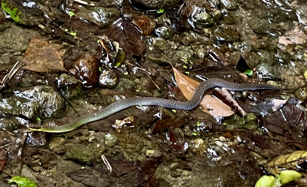 Fire-bellied Snake from Cerro Gaital, Cocle, PA on January 24, 2024 at ...