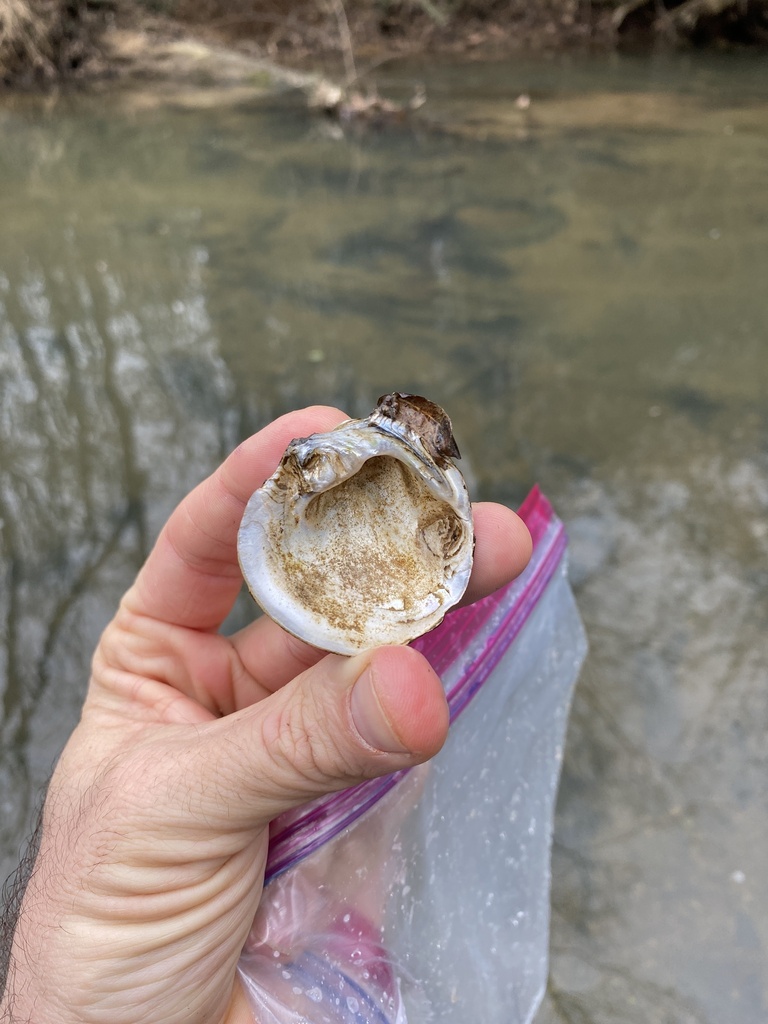 Alabama Orb in January 2024 by Grover J. Brown · iNaturalist
