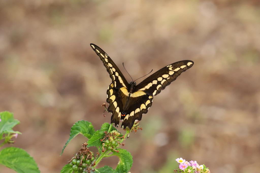 Western Giant Swallowtail from Mission, TX, USA on November 7, 2023 at ...