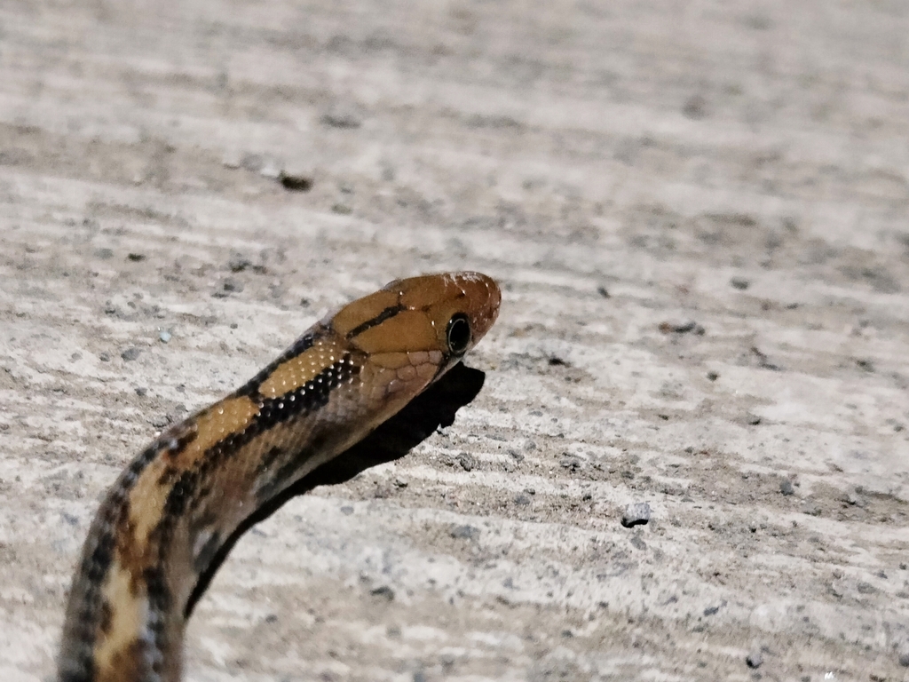 Common Indian trinket snake from GQ67+3P9, Windmill Village, Bavdhan ...