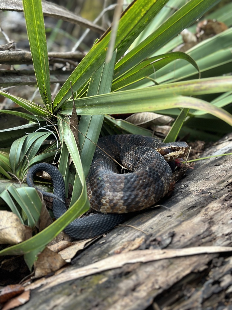Florida Cottonmouth from Florida State Parks, Sebring, FL, US on ...