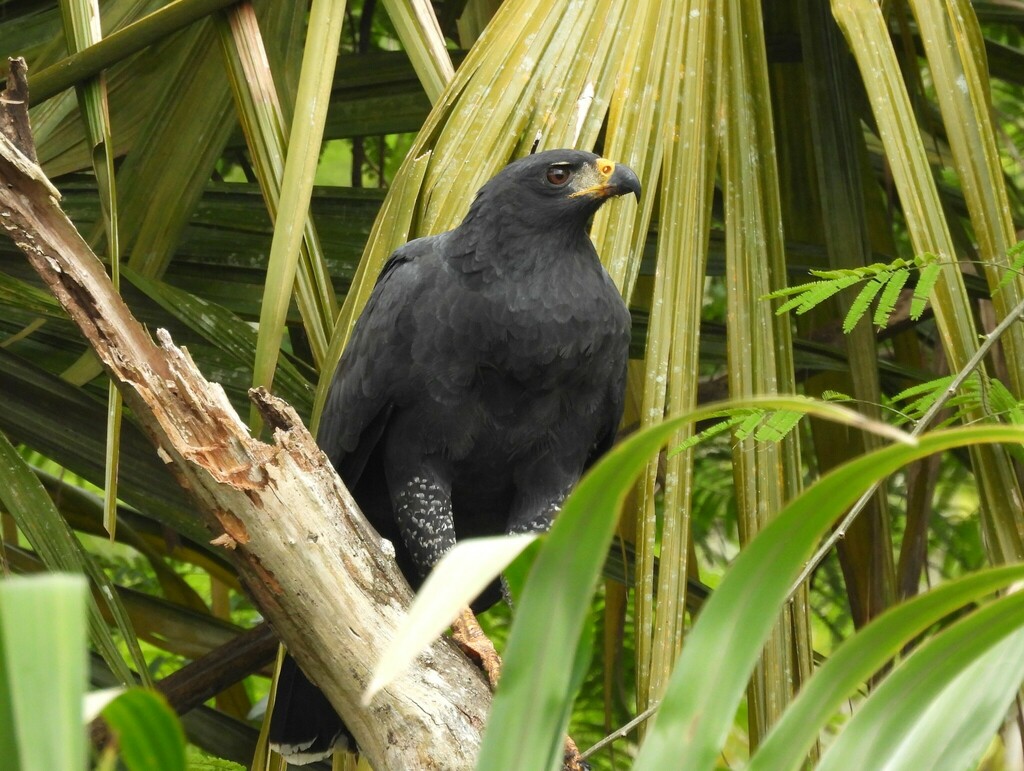 Great Black Hawk from Spanish Lookout, Belize on January 24, 2024 at 01 ...