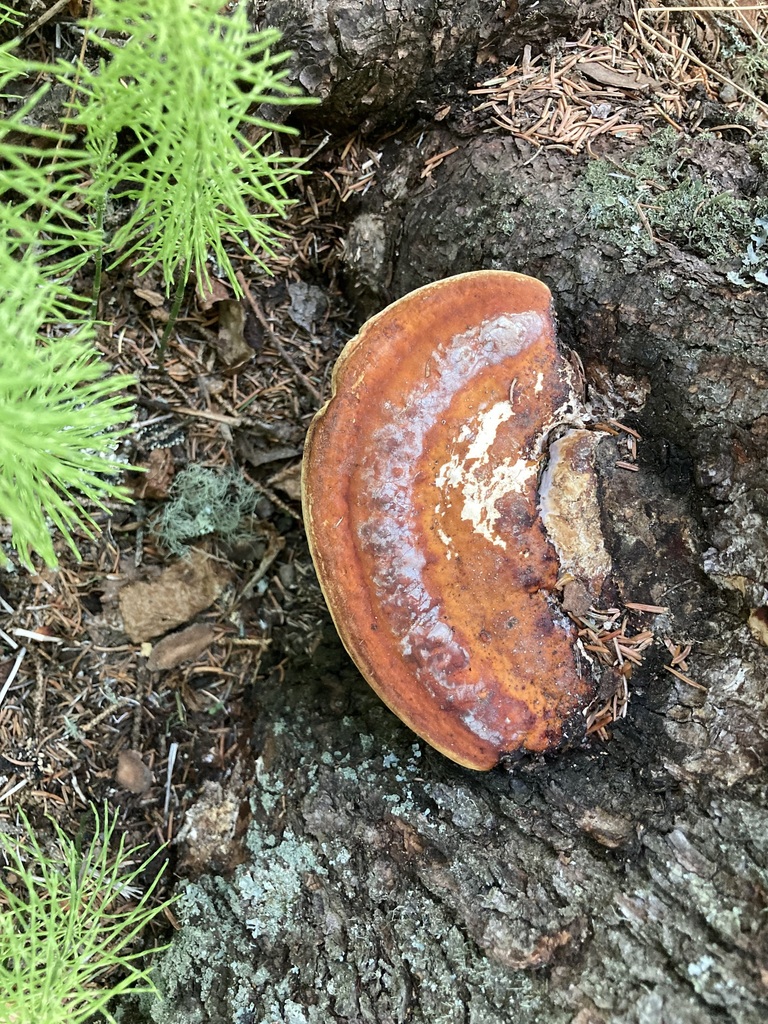 Northern Red Belt from Foothills County, AB, Canada on May 28, 2023 at ...