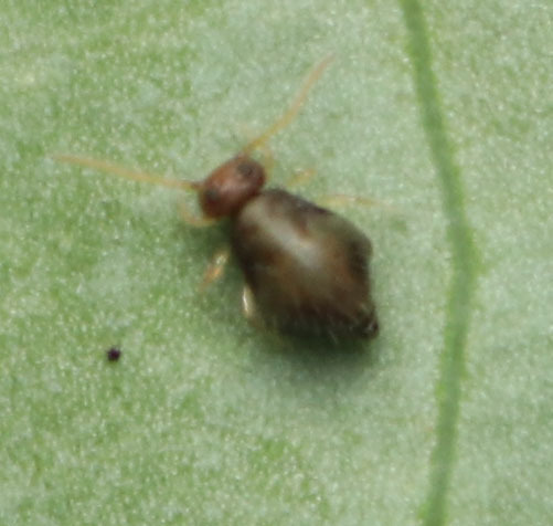Globular Springtails in January 2024 by juliegraham173 · iNaturalist