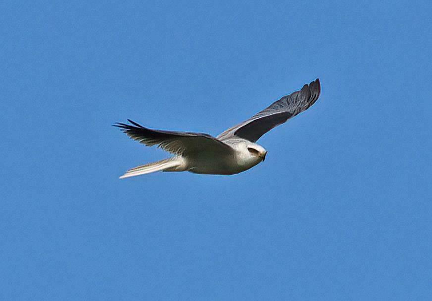 White-tailed Kite from Miami-Dade County, FL, USA on January 20, 2024 ...