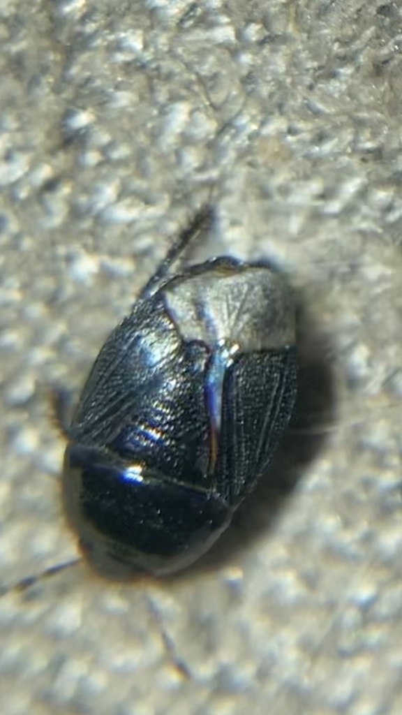 Two-lined Burrowing Bug from Privada Sooh, Playa del Carmen, Q. Roo ...