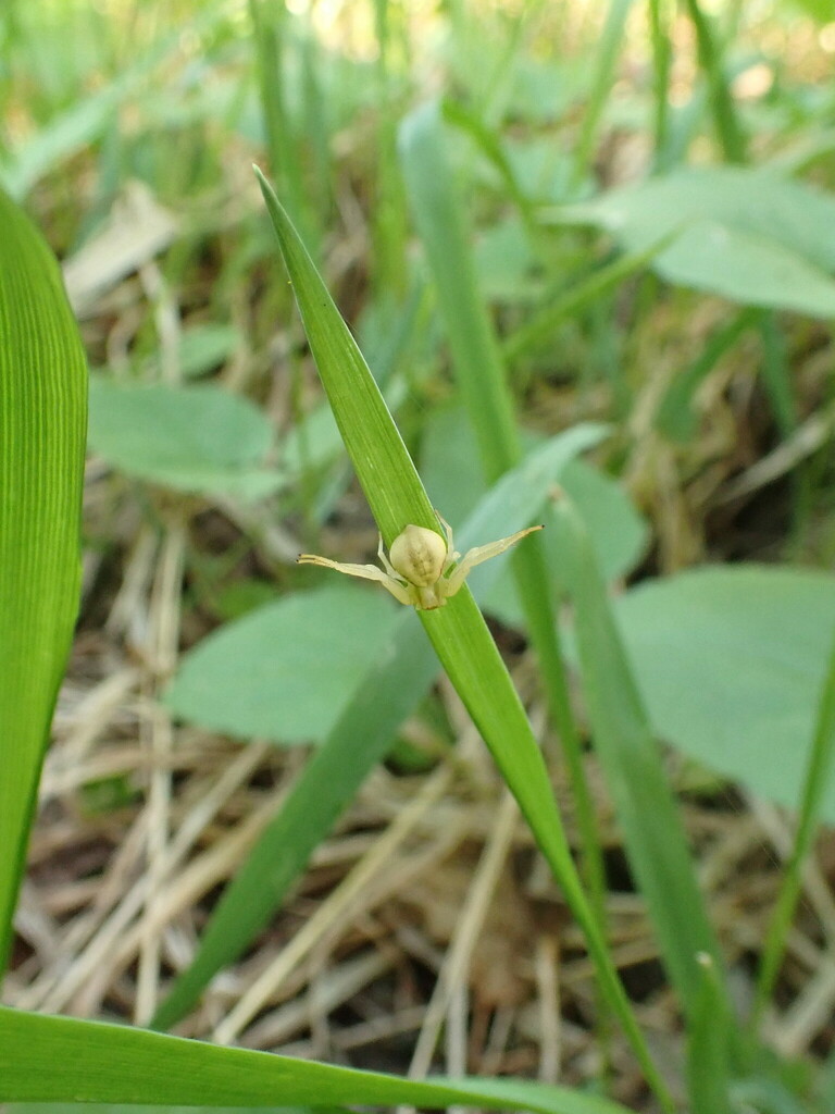 Goldenrod Crab Spider from Foothills County, AB, Canada on May 28, 2023 ...