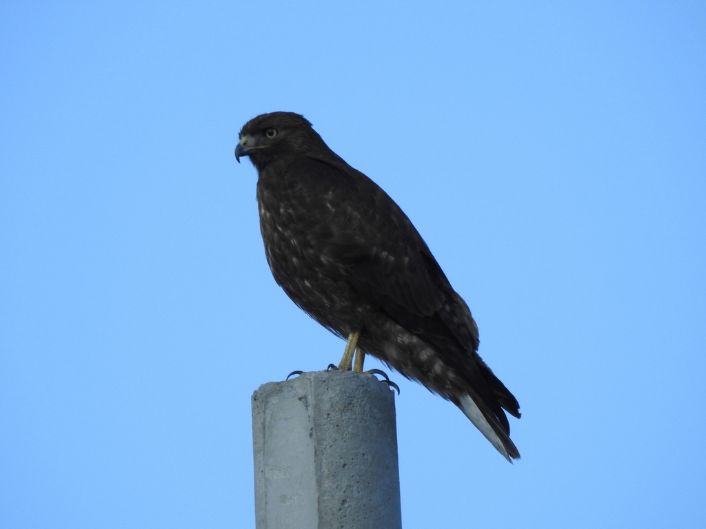 Zone-tailed Hawk from Chihuahua, Chih., México on January 24, 2024 at ...