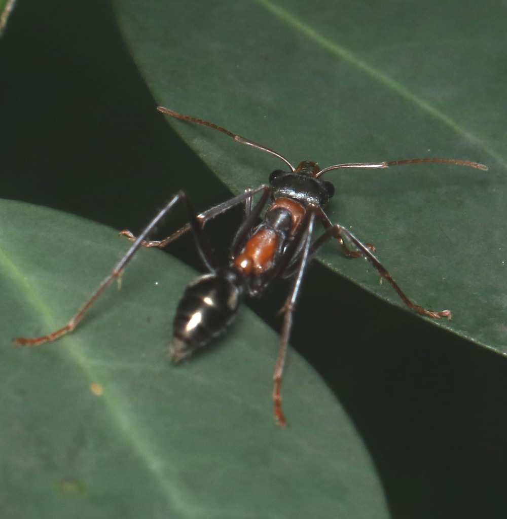 Jumping Jack Ant in January 2024 by juliegraham173 · iNaturalist