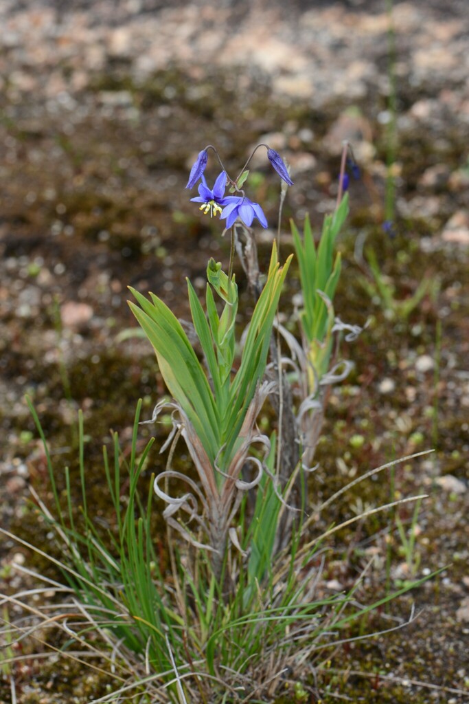 nodding blue lily from Augusta WA 6290, Australia on September 18, 2023 ...