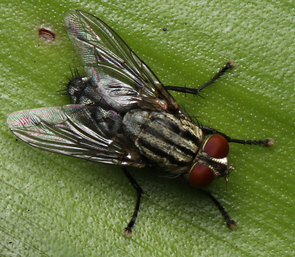 Flesh Flies and Satellite Flies in January 2024 by juliegraham173 ...
