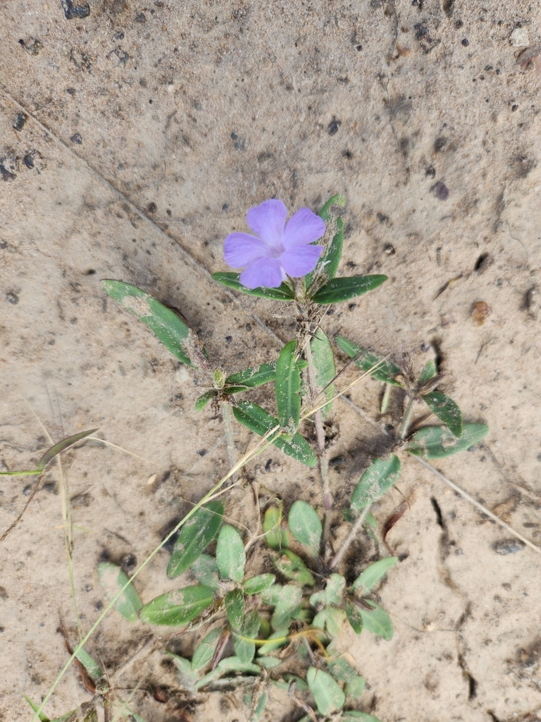 Blue Trumpet from Hervey Bay - Pt B, AU-QL, AU on January 25, 2024 at ...