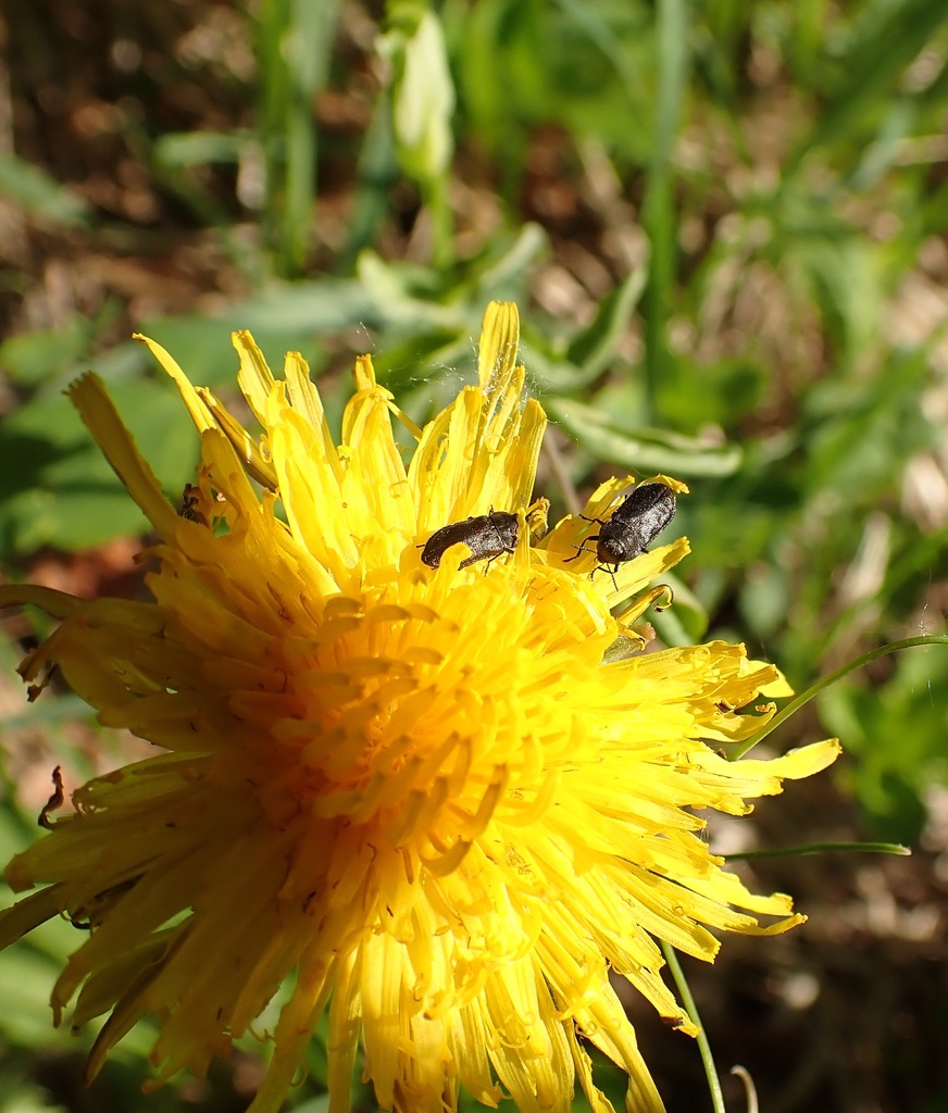 Jewel Beetles from Foothills County, AB, Canada on May 28, 2023 at 08: ...