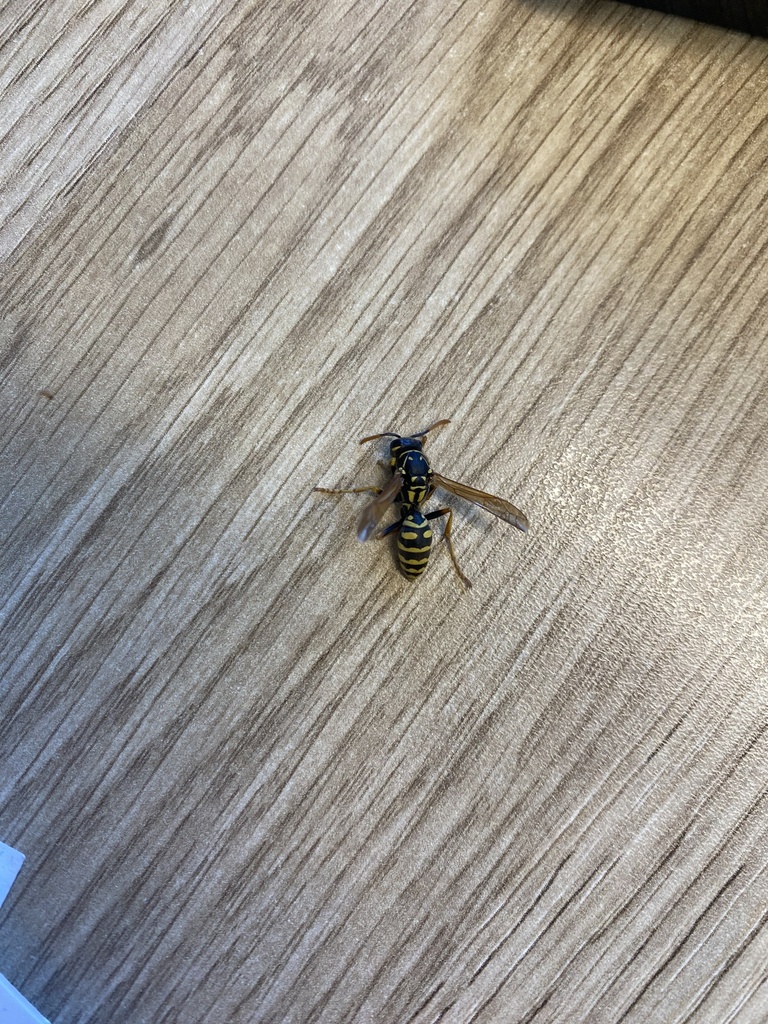 European Paper Wasp from Naval Base, WA, AU on January 12, 2024 at 09: ...