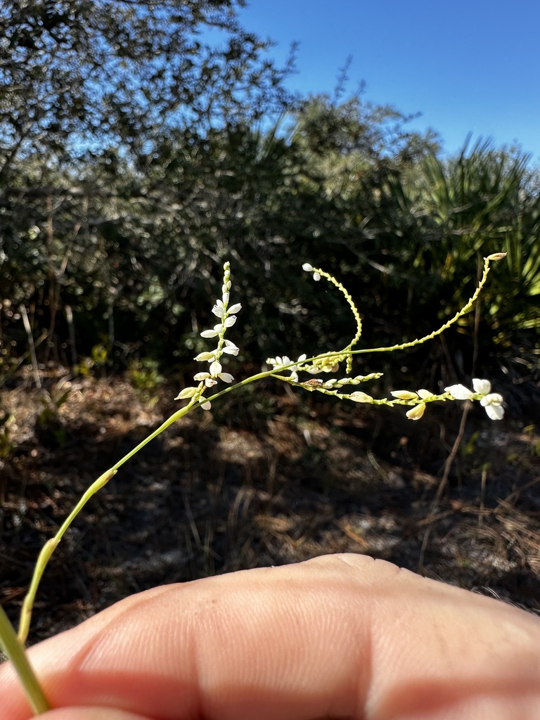 Tall Jointweed in December 2023 by robin_cope_jr · iNaturalist