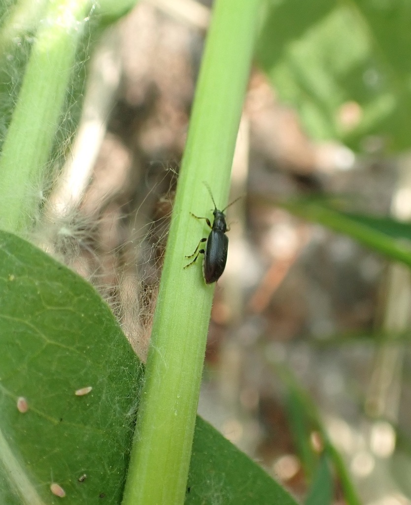 Orsodacne atra from Foothills County, AB, Canada on May 28, 2023 at 10:19 AM by pbulman ...