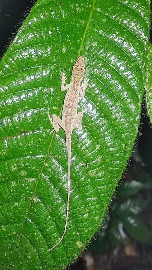Brown-eared Anole in January 2024 by Wildlife Tours Peru, Christoph ...