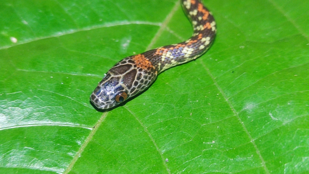 Panama Spotted Night Snake in January 2024 by Wildlife Tours Peru ...