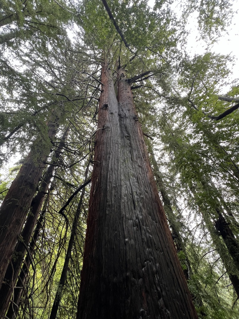 coast redwood from Alma Trail, Los Gatos, CA, US on January 24, 2024 at ...