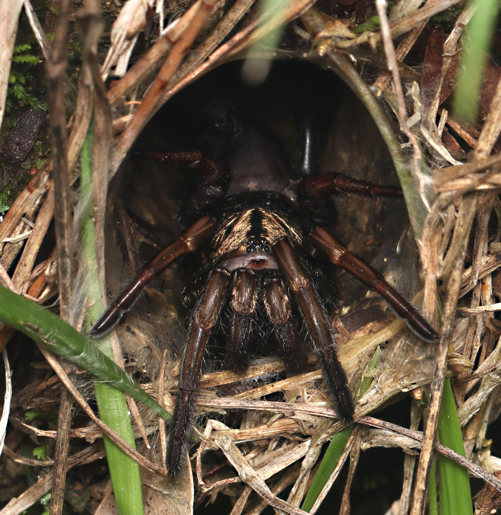 Brown Trapdoor Spiders in January 2024 by juliegraham173 · iNaturalist