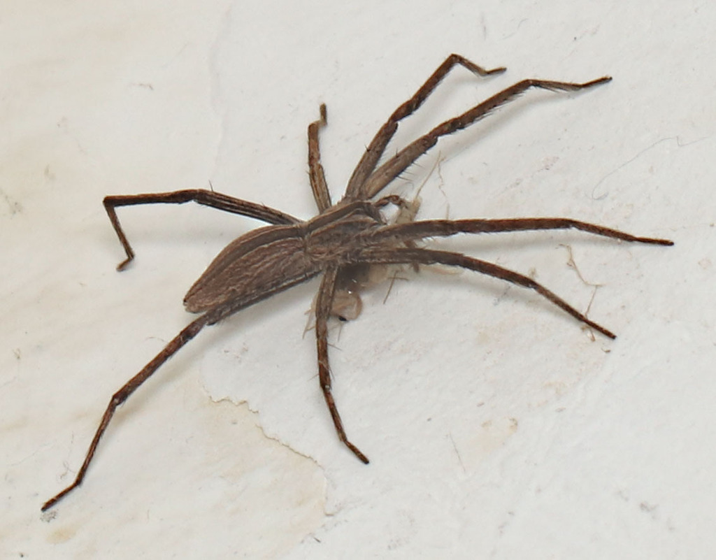 Slender Prowling Spiders in January 2024 by juliegraham173 · iNaturalist